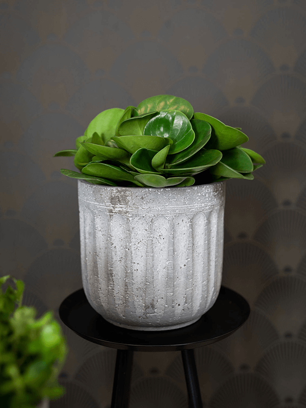 Кашпо Duncan pot (Nieuwkoop Europe) - Купить с доставкой в интернет ...